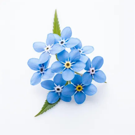 Cape Forget-Me-Not – Seedphony