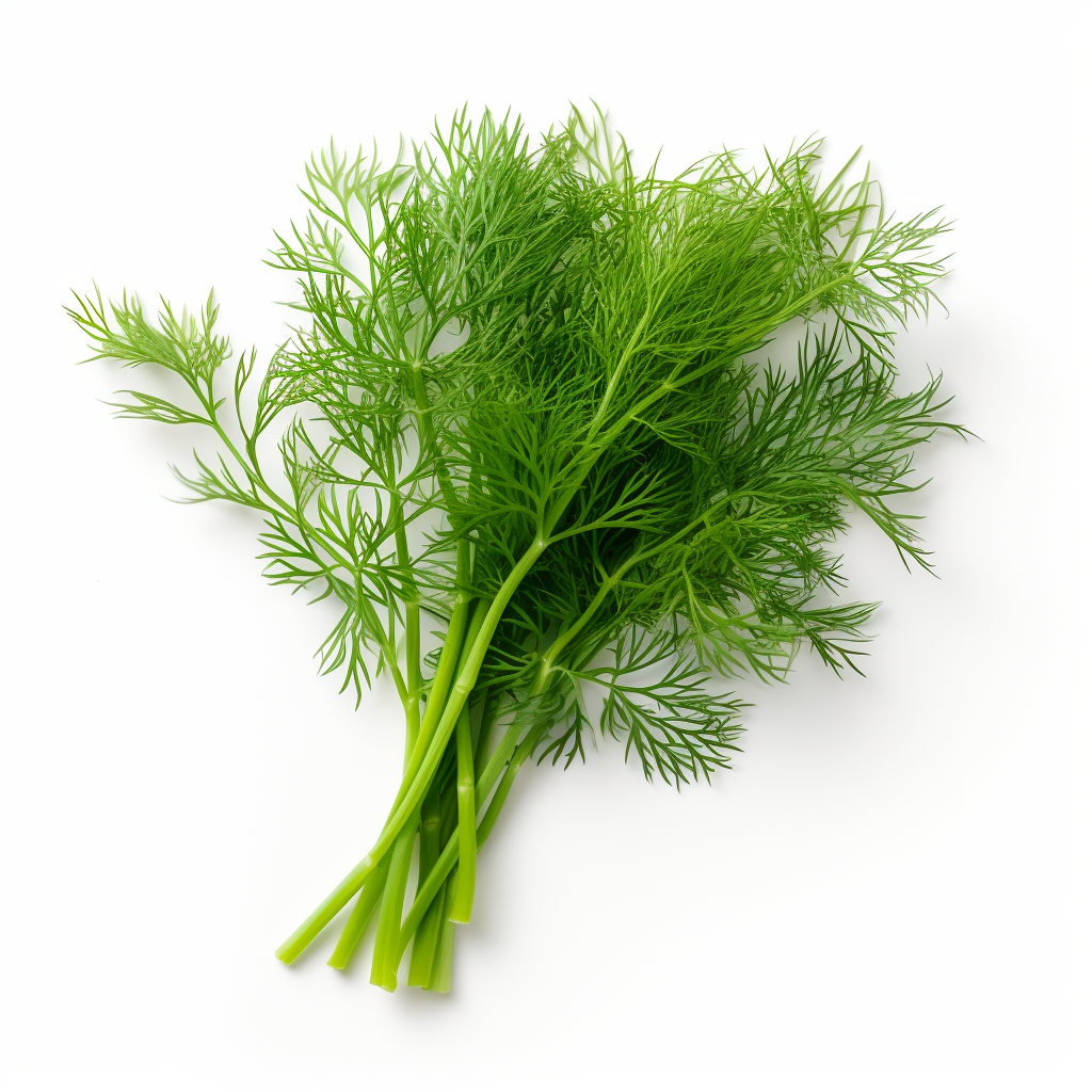 Dill Bouquet – Seedphony