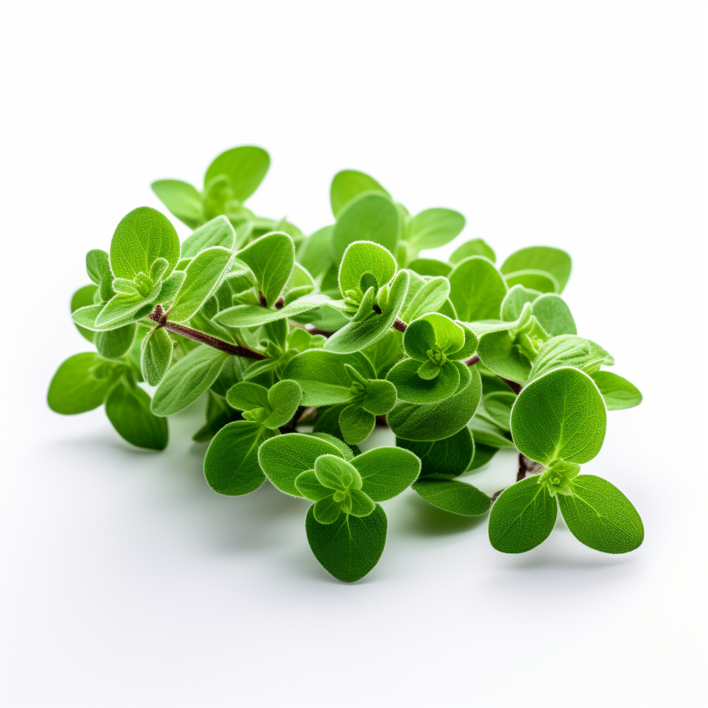 Marjoram Sweet – Seedphony