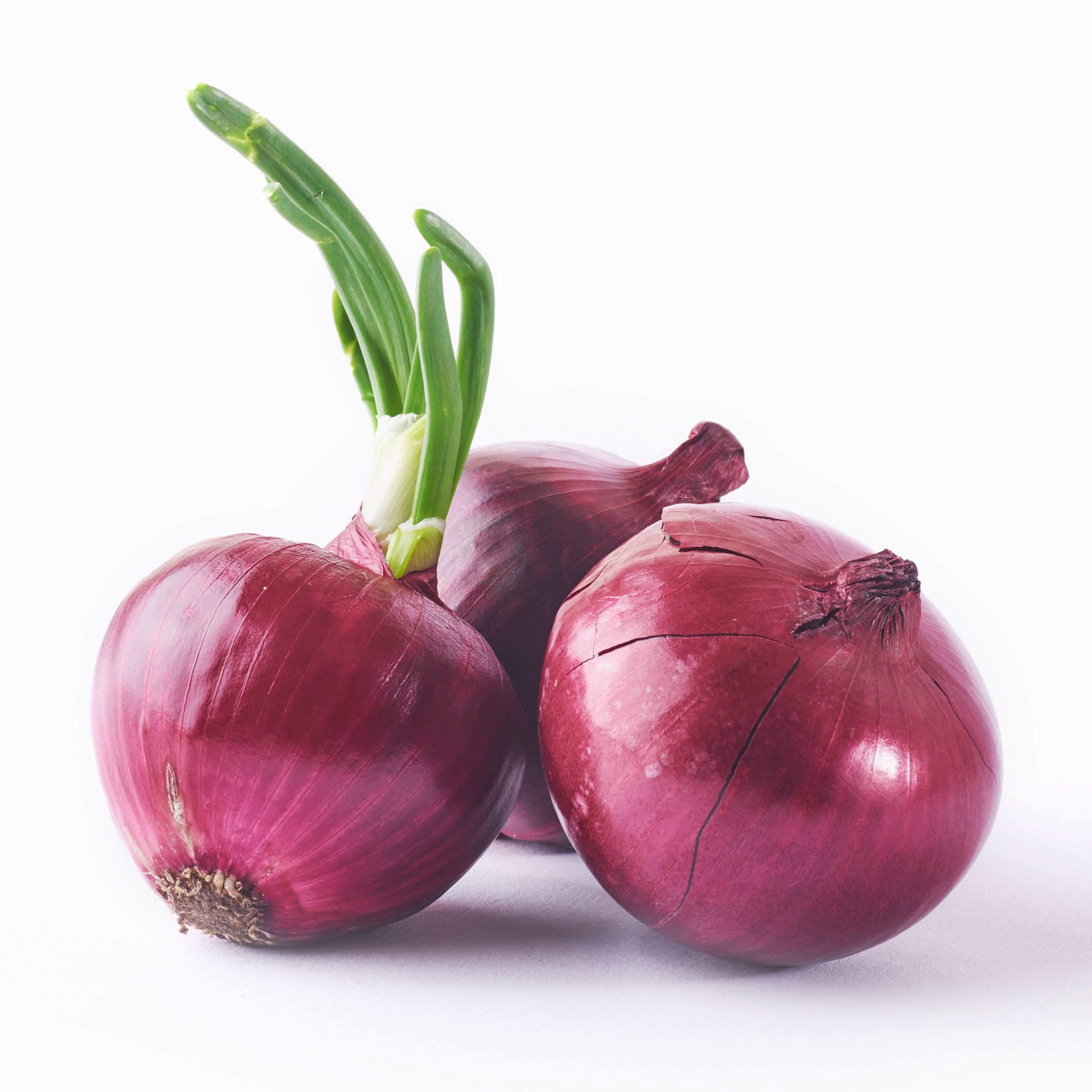 Onion Violet de Galmi – Seedphony